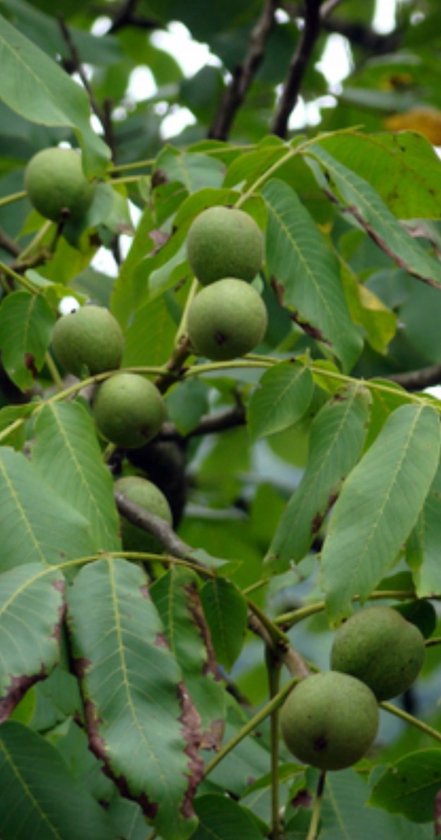 Juglans regia 'Franquette' - Walnoot Okkernoot Notenboom 8/10 cm ...