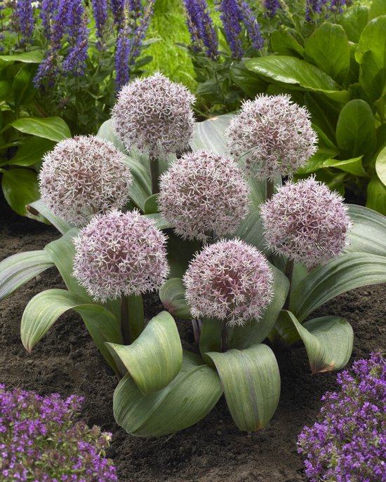 Allium Karataviense | 10 stuks | Sierui | Alliumbol | bol
