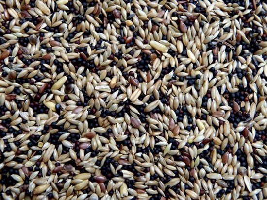 Kanariezaad kopen – Gezonde voeding voor kanaries - Kanariezaad 5 kg ...