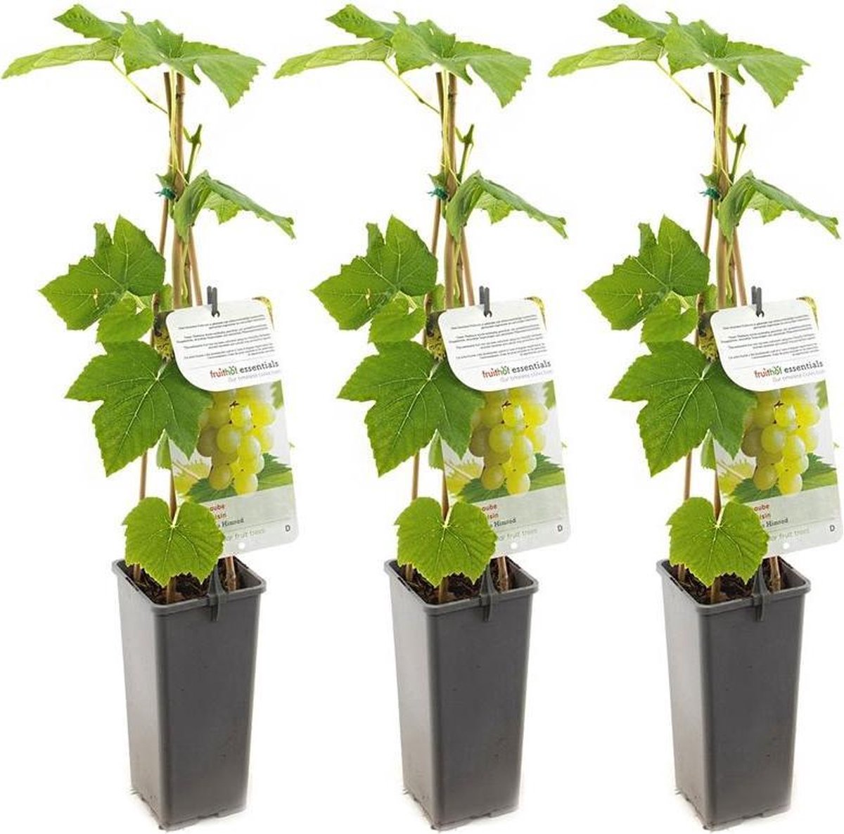 Witte druif - Vitis 'Himrod' (2L) - Pitloos en zoet - kleinfruit ...