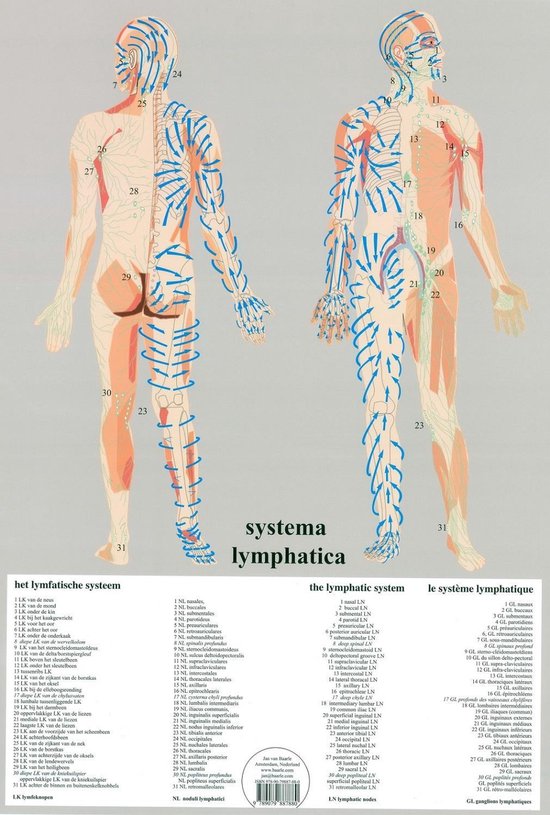 Het menselijk lichaam - anatomie poster lymfe (Nederlands, gelamineerd, A2) +... | bol
