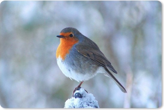 Muismat Roodborstlijster - Roodborstlijster in een winterlandschap ...