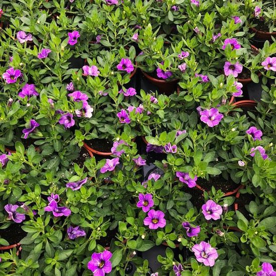 Mini-petunia / Million Bells (Callibrachoa) - blauw - perkplant - 9 ...
