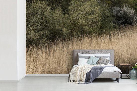 Fotobehang Riet - Grote hoeveelheid riet fotobehang vinyl breedte 420 ...