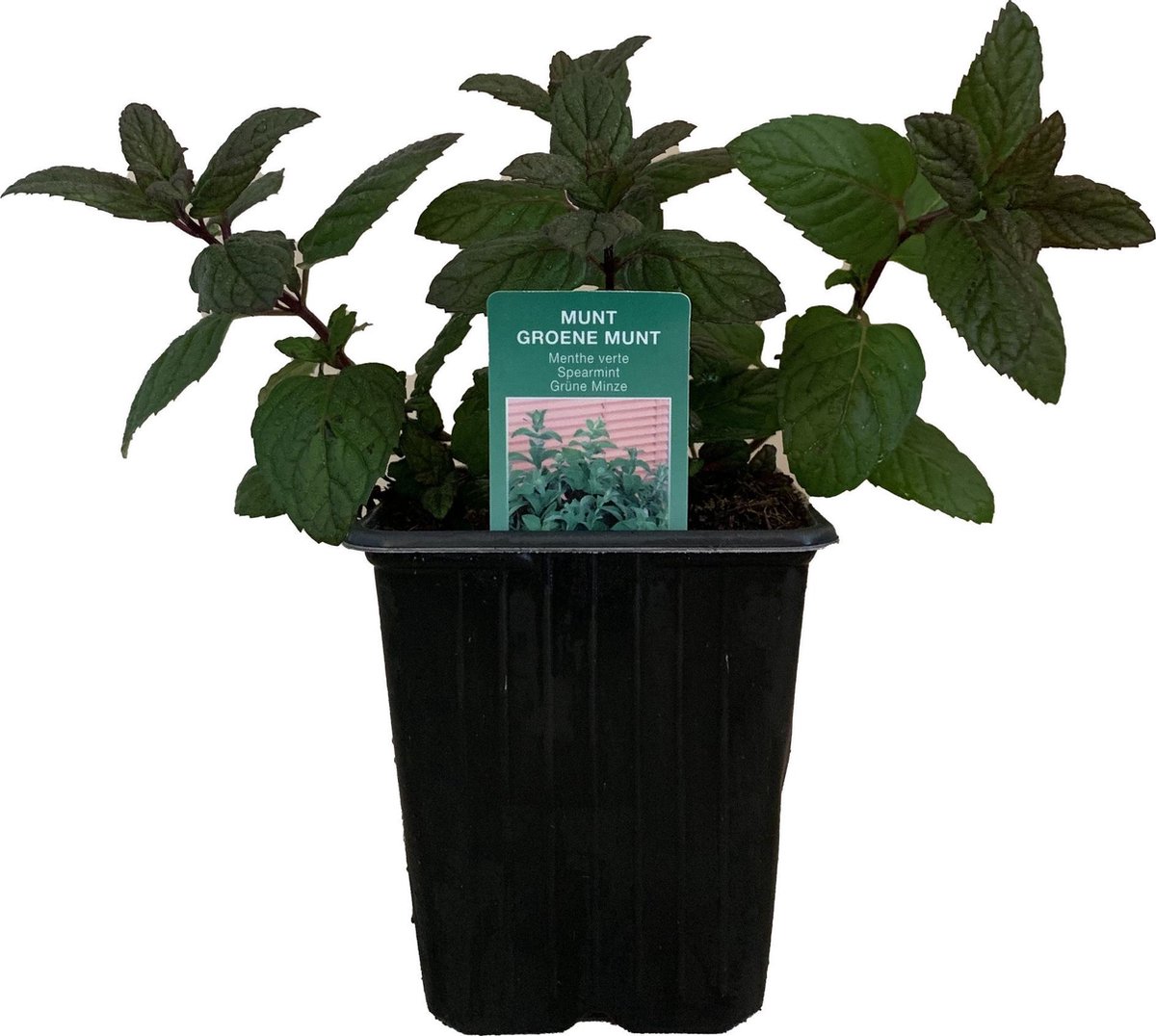 Groene munt | bol.com