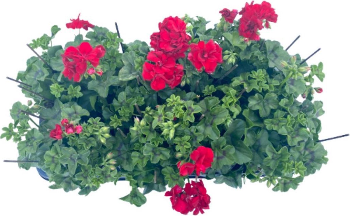 z Geranium hangend - rood - 8stuks - perkplant | bol