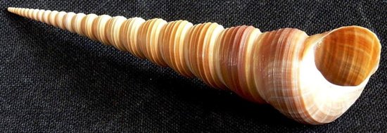 Penhoren schelpen natuur 50 stuks | bol