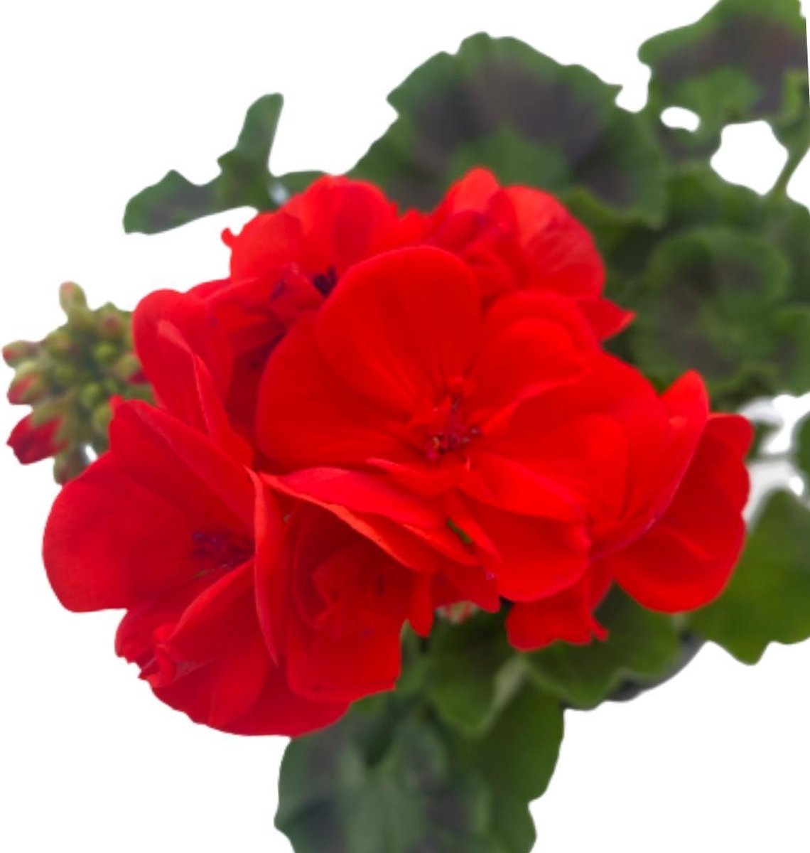 Geranium staand - rood - 8stuks - perkplant | bol.com