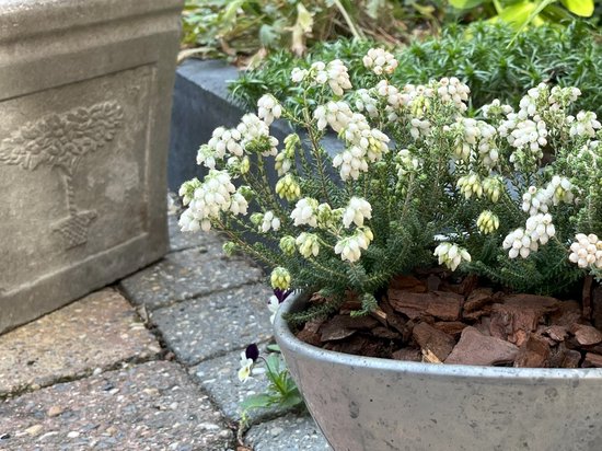 Gewone Dopheide Wit - 6 Stuks - Erica tetralix 'Alba Mollis' - 1.5L ...