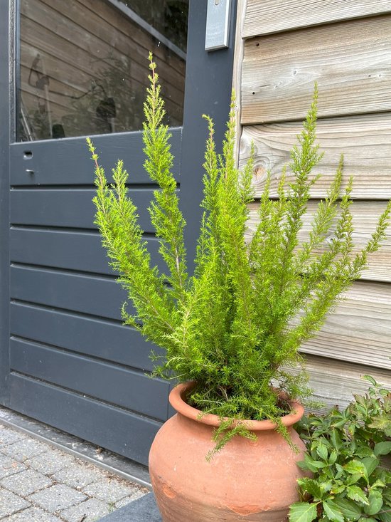 Boomheide - 10 Stuks - Erica lusitanica - P9.5 - Plant - Tuinplant ...