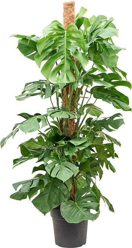 Monstera deliciosa Mosstok 150 130cm | bol