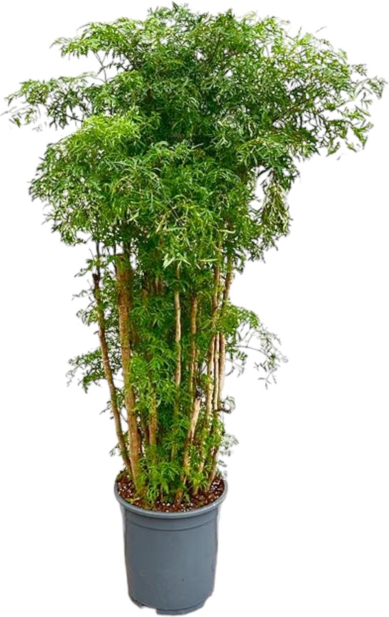 MaatShopXL | Polyscias Ming Vertakt - 140 Cm - ⌀27 | bol