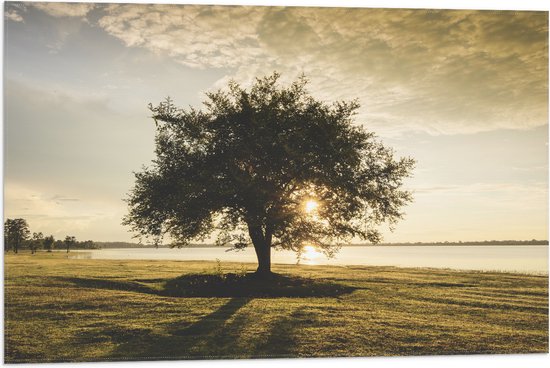 Vlag - Boom - Landschap - Meer - Zon - Water - 75x50 cm Foto op ...
