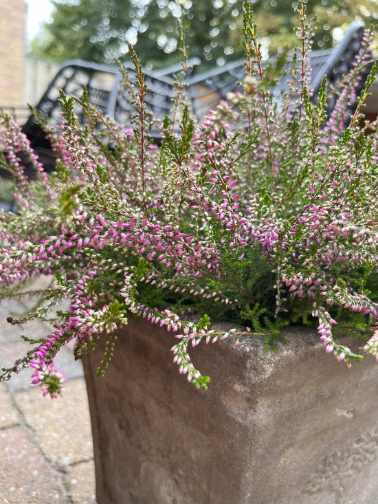 Zomerheide Paars - 6 Stuks - Calluna vulgaris 'Marleen' - 1.5L - Plant ...