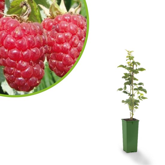 Frambraam - Rubus Tayberry - kruising tussen een braam, framboos en ...