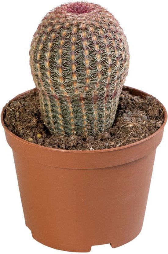 Cactus – Echinocereus Pectinatus (Echinocereus Pectinatus) – Hoogte: 25 ...