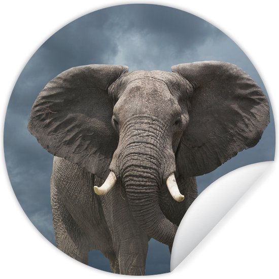 WallCircle - Muurstickers - Behangcirkel - Olifant - Wolken - Dieren - Natuur -... | bol