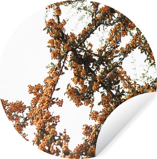 WallCircle - Muurstickers - Behangcirkel - Bloemen - Takken - Natuur - 50x50 cm -... | bol