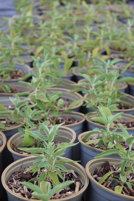 6 stuks Salvia officinalis – salie - P9 pot (9X9) | bol