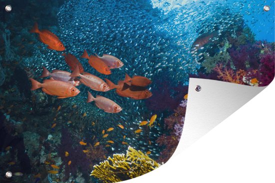 Tuinposter Oranje vissen in een koraalrif - 130x80 cm - Wanddecoratie ...
