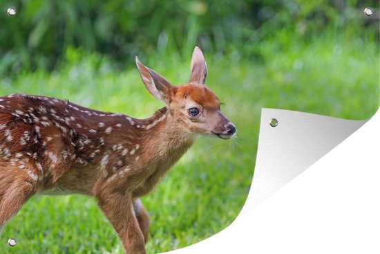 Tuinposter - Tuindoek - Tuinposters buiten - Damhert - Gras - Stippen ...