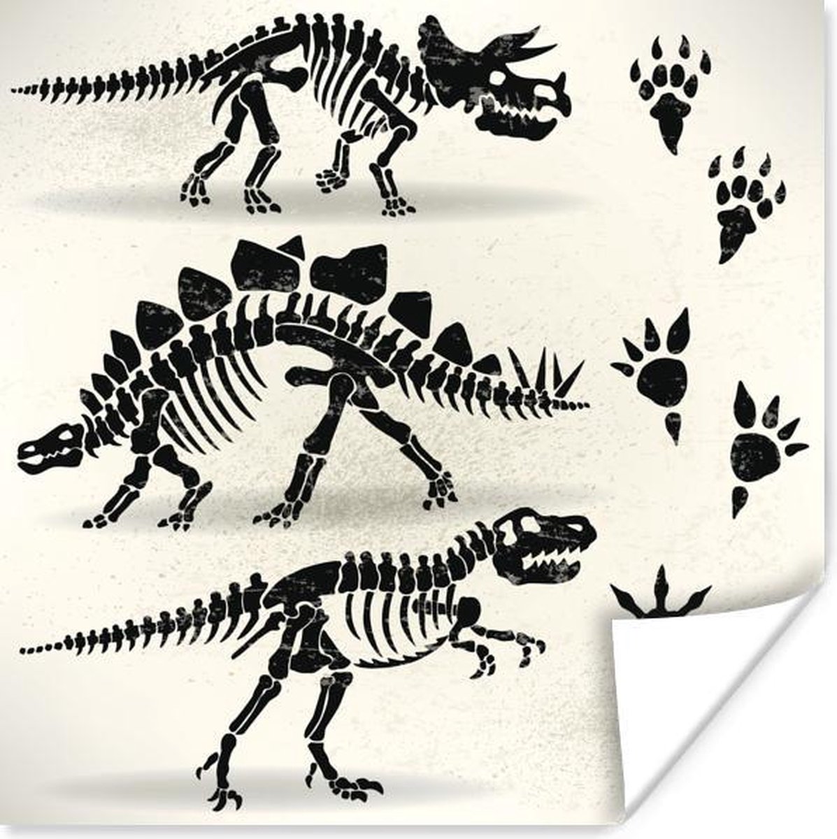 Affiche Une illustration des os de dinosaures 50x50 cm - Tirage photo ...