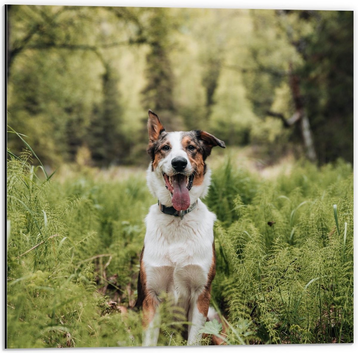 Dibond - Blije Hond in de Bossen - 50x50cm Foto op Aluminium (Met ...