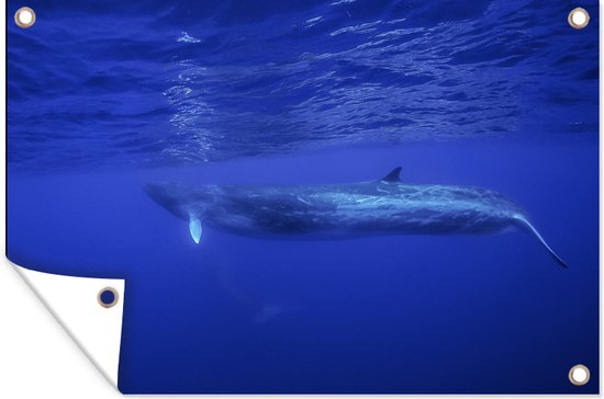 Tuinposter - Tuindoek - Tuinposters buiten - Zeedieren - Walvis ...