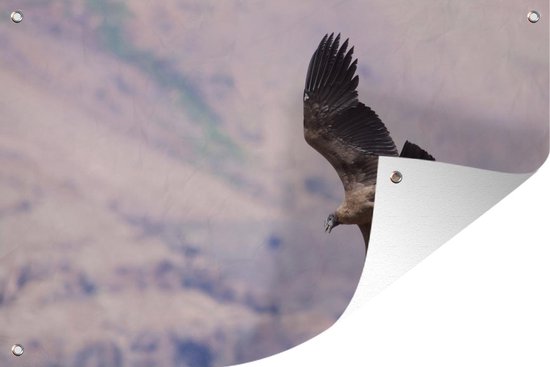 Une femme condor andine prend un virage serré. Affiche de jardin 60x40 ...