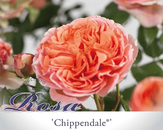 Rosa 'Chippendale' | bol.com