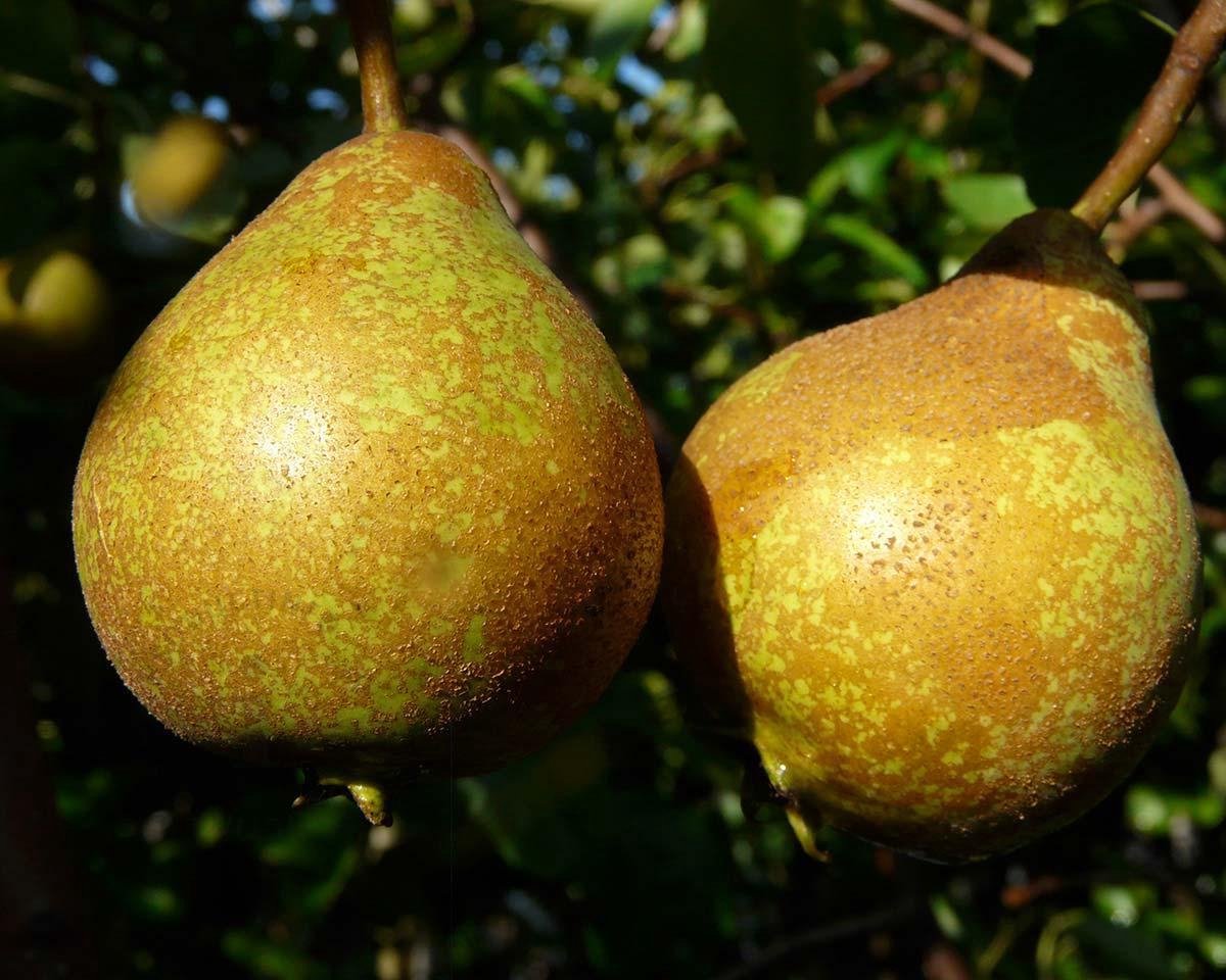 Pyrus communis 'Gieser Wildeman' - hoogstam | bol.com