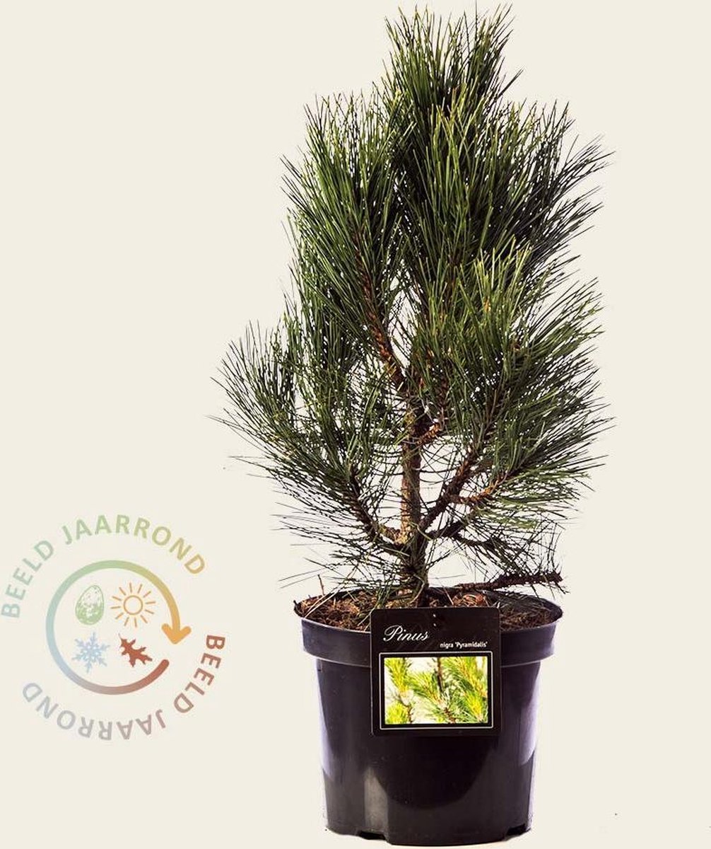 Pinus nigra 'Pyramidalis' | bol.com