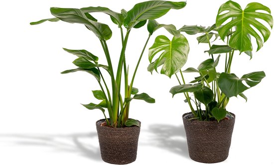 Strelitzia nicolai - ↨85cm - ø19cm + monstera deliciosa - ↨75cm - ø21cm ...