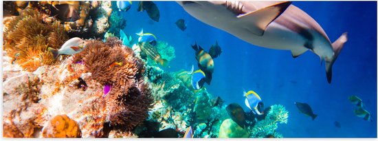 Poster (Mat) - Koraal - Vissen - Onderwater - Oceaan - Haai - 90x30 cm ...