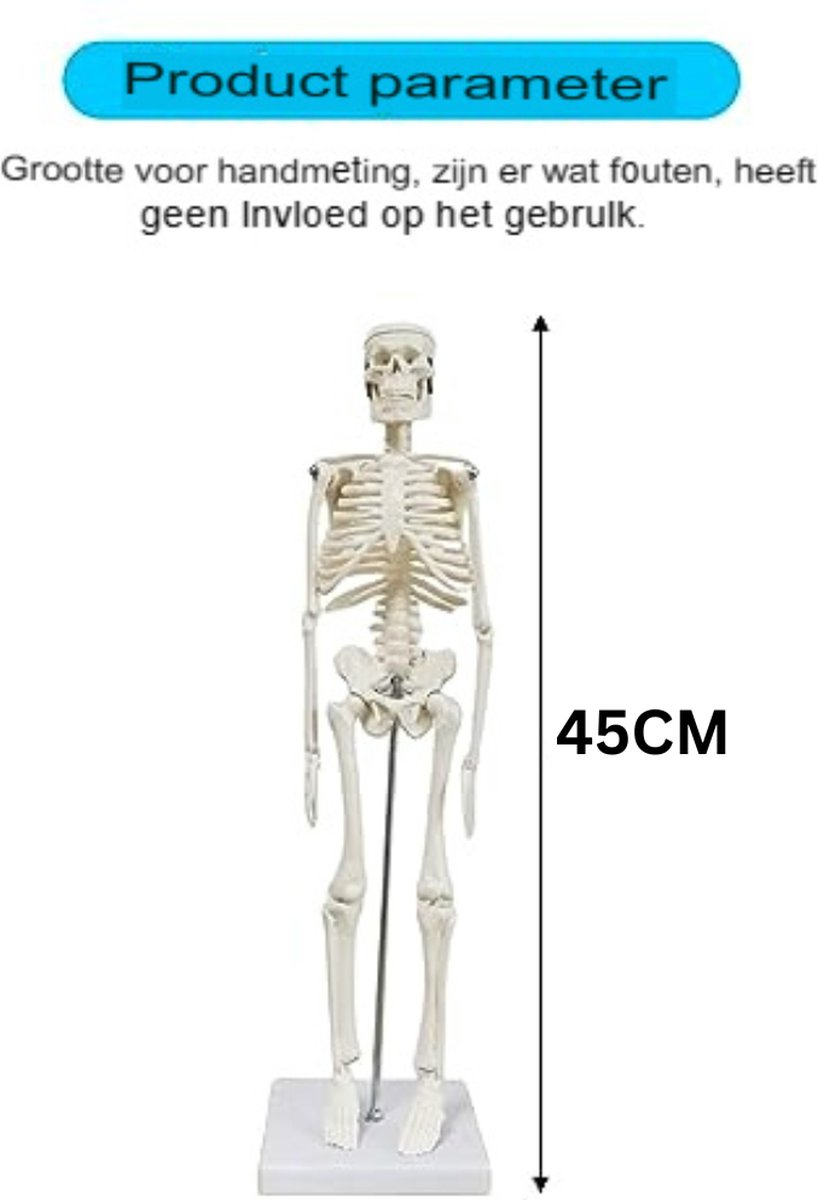 Anatomie Model - Anatomisch Model - Anatomisch Skelet | bol