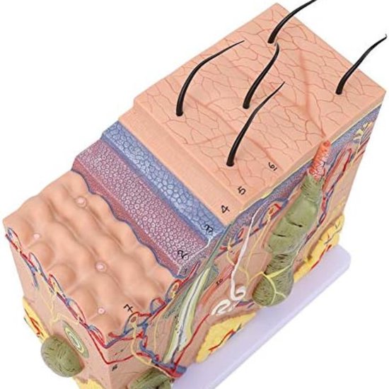Anatomie Model - Anatomisch Model | bol
