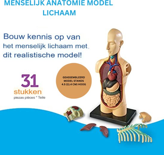 Anatomie Model - Anatomisch Model - Anotomie Torso | bol