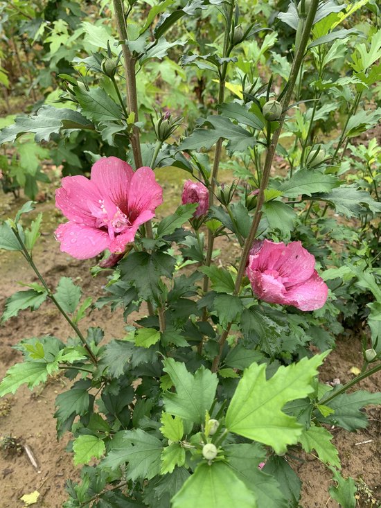 Hibiscus ‘Flower Tower Ruby’ Rode zuilvorm Hibiscus 60-80 cm hoog | bol