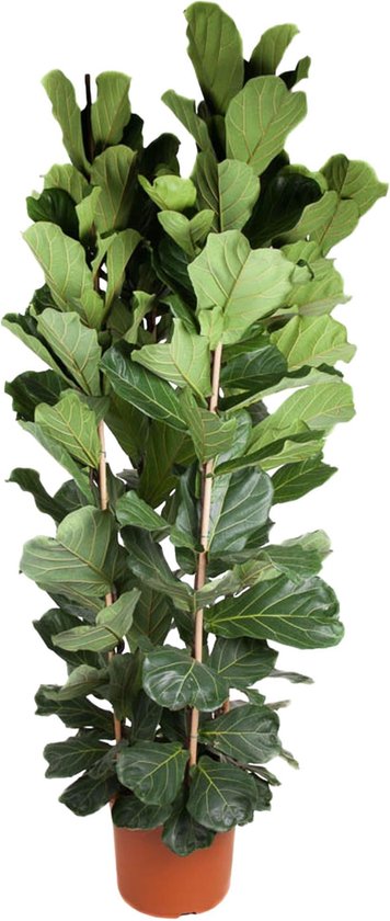 Tabaksplant - Ficus Lyrata XXL struik hoogte 250cm potmaat 48cm | bol