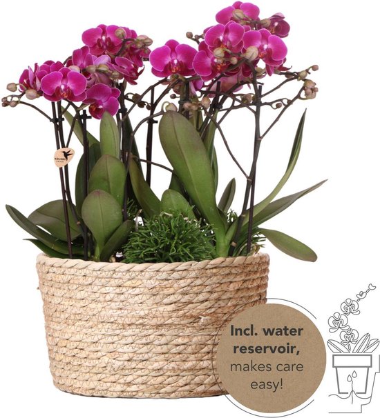 Orchidee – Vlinder orchidee (Phalaenopsis) met bloempot – Hoogte: 9 cm ...
