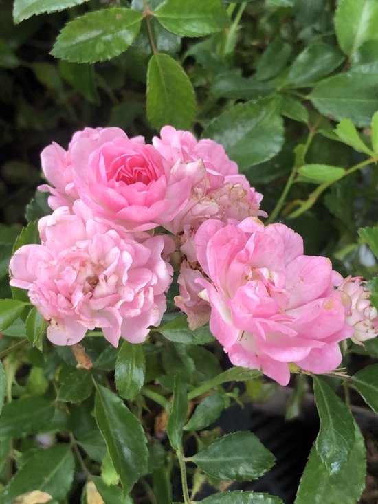 Rosa 'The Fairy' - POLYANTHA ROOS 'FAIRY', STRUIKROOS in pot | bol