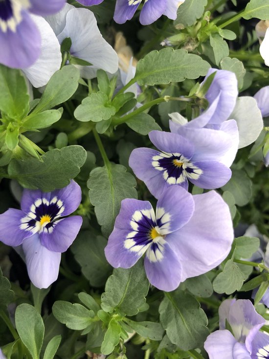 12 x Viola cornuta - Viooltje - pot - Lichtpaars/Geel hartje | bol