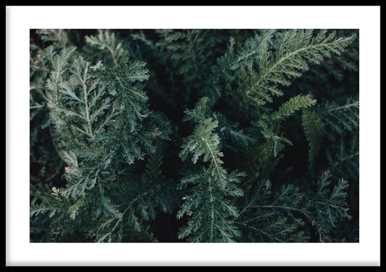 Poster Dennentakken - Natuur poster - 40x30 cm - Exclusief lijst ...