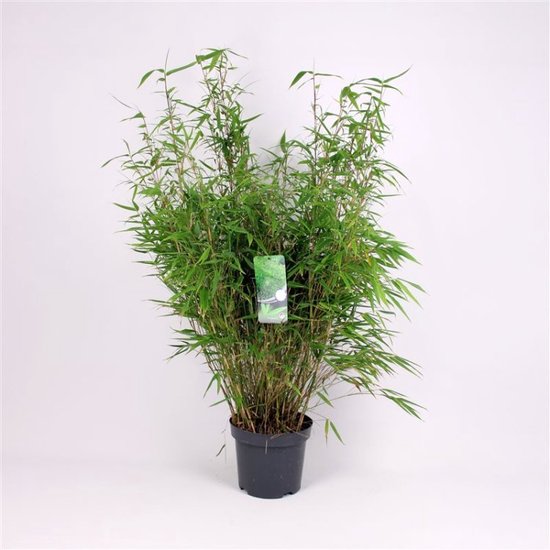 Bamboe | Fargesia rufa - 7 liter pot -.5 100-125 cm | bol