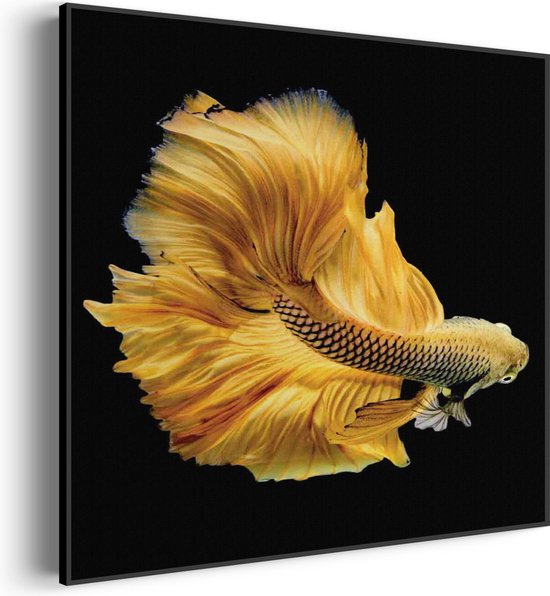 Tableau Acoustique Jaune Betta Siamese Fish Square Pro XL (100X100 ...