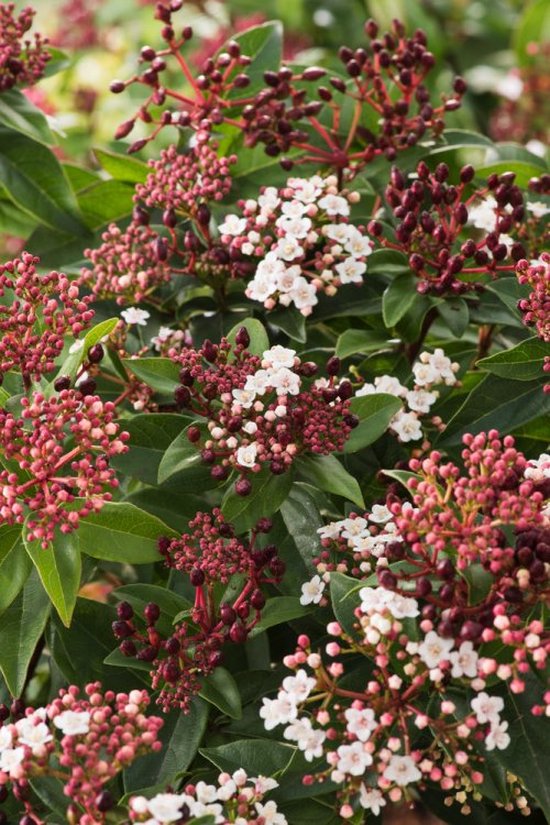 Plants Online - Tuinplanten - Heesters - Set van 3 - Viburnum tinus 'Eve Price' - 3... | bol
