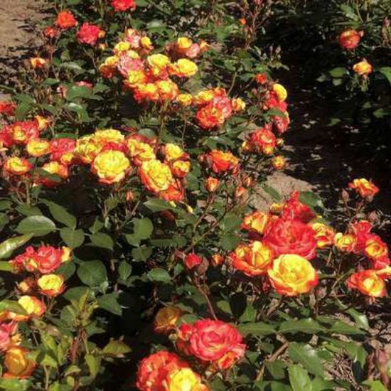 10 x Rosa 'Rumba' - Roos blote wortel | bol