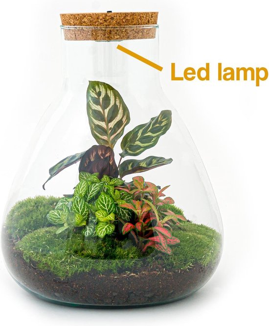Bladrijkwinkelen - DIY Terrarium - Sam Calathea met light - ↑ 30 Cm ...