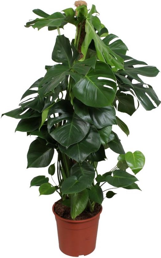 Monstera – Gatenplant (Monstera Deliciosa) met bloempot – Hoogte: 130 ...