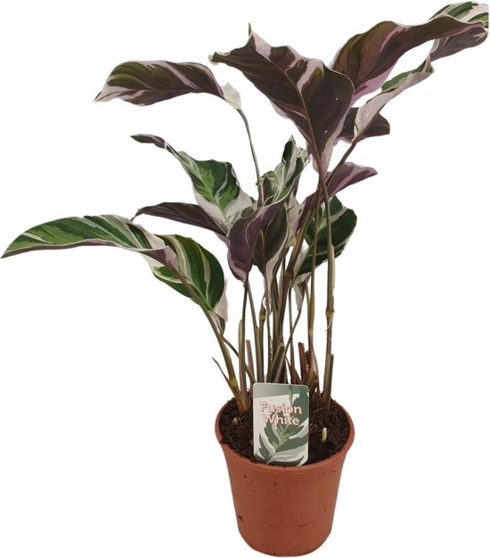 Calathea – Marantaceae (Calathea Fusion White) – Hoogte: 40 cm – van ...